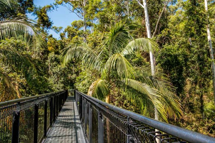 12 Fun things to do in Mt Tamborine