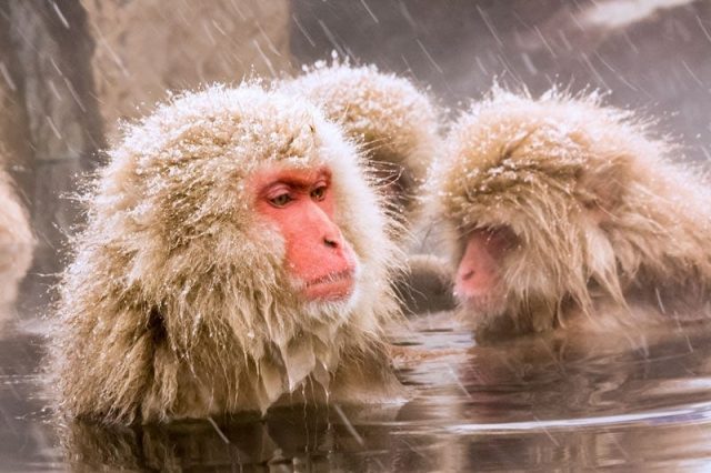 Snow Monkeys daytrip from Tokyo