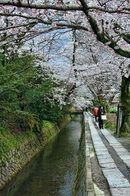 Cherry Blossoms (Sakura) in Japan