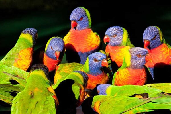 A Visitors Guide to Currumbin Wildlife Sanctuary