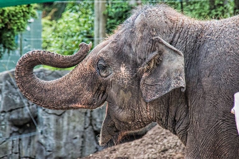 A day in Auckland Zoo