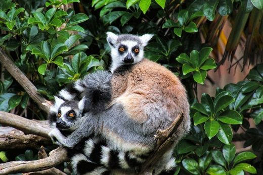 A day in Auckland Zoo