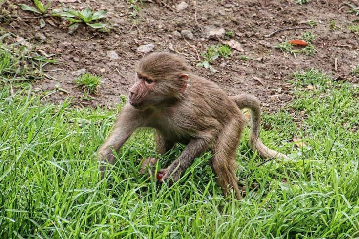A day in Auckland Zoo