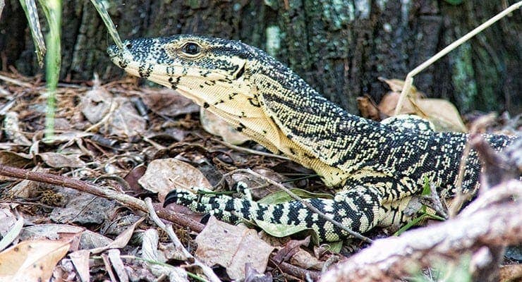 Hervey Bay Botanical Gardens