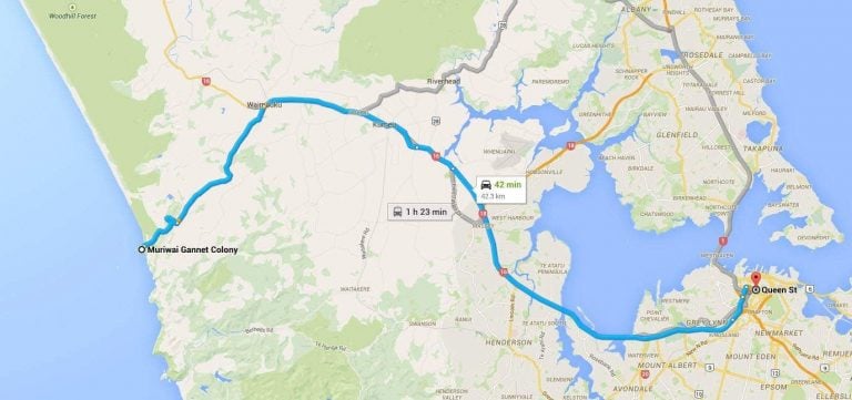 Muriwai Beach in Auckland