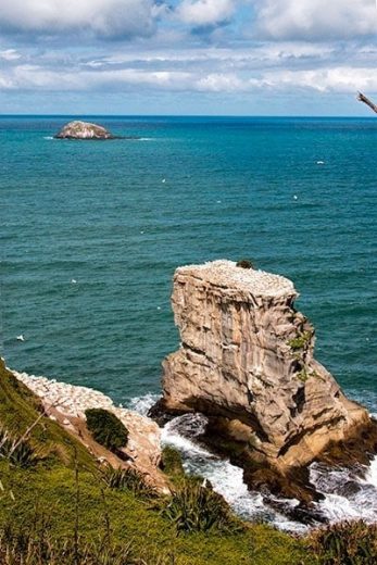 Muriwai Beach in Auckland