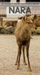 10 Reasons why I Love Nara