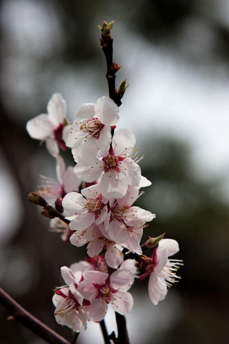 Is that stunning blossom Sakura or Ume?