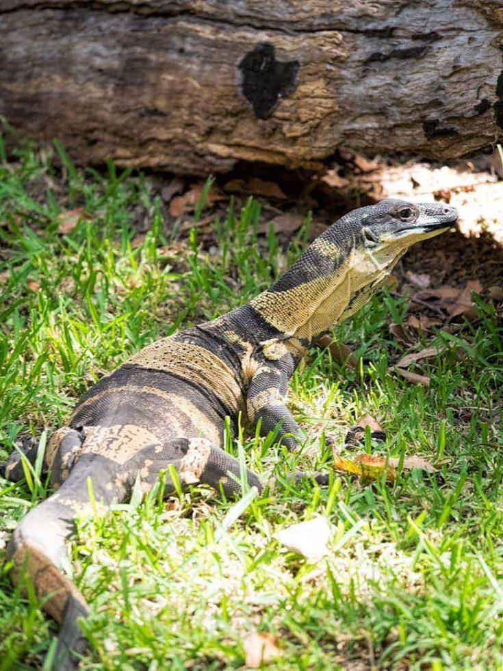 Fleays Wildlife Park