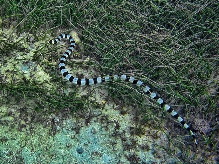 Photo of the week | The Banded Sea Snake
