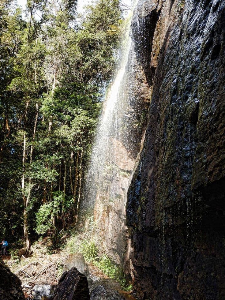 Twin Falls Circuit, Springbrook National Park