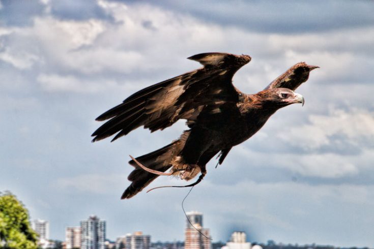 Taronga Zoo Sydney