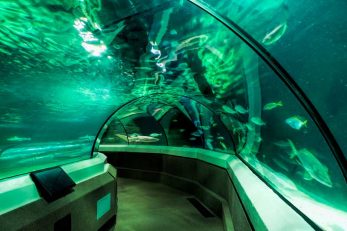 Underwater discoveries at SEA LIFE Sunshine Coast