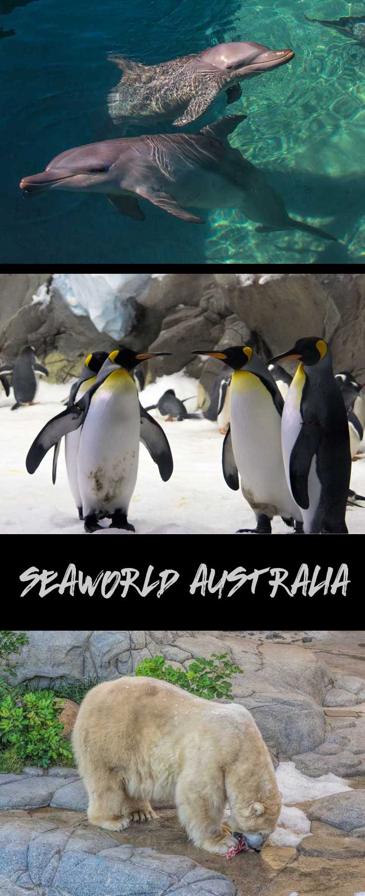 A day at Sea World Australia