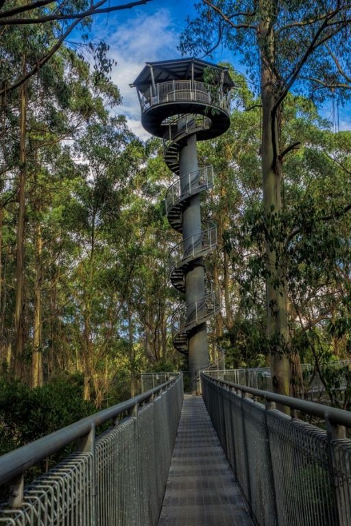 A new perspective on the forest from the Otway Treetop Walk