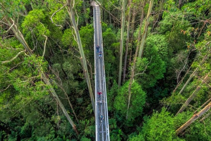 A new perspective on the forest from the Otway Treetop Walk