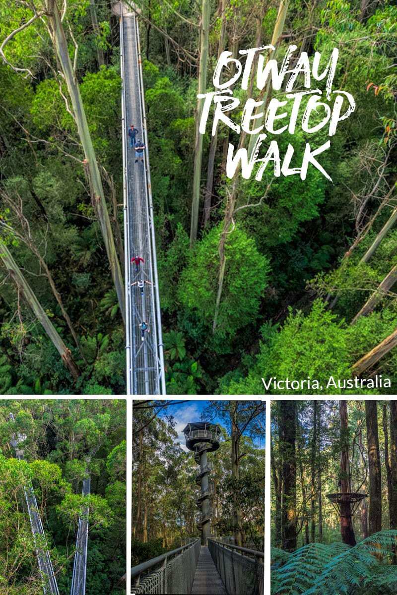 A new perspective on the forest from the Otway Treetop Walk