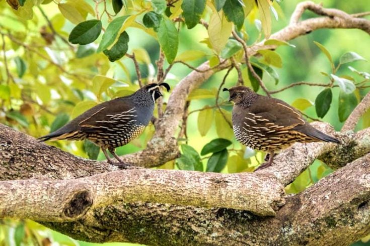 GreenEyes Norfolk Island Bird Tour