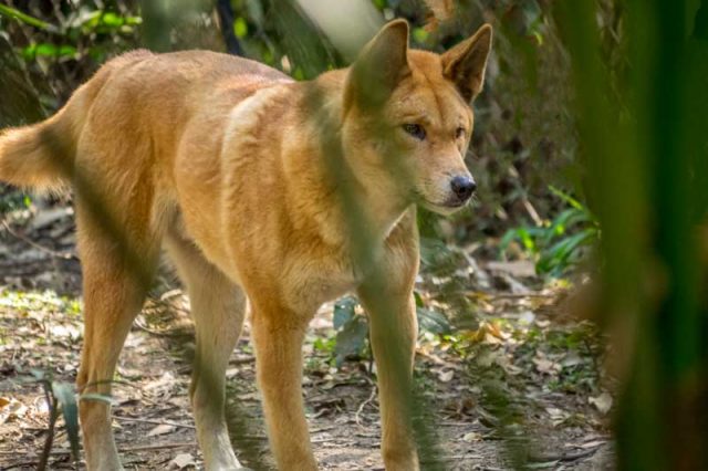 12 Fun Things to do on Fraser Island (K'gari)