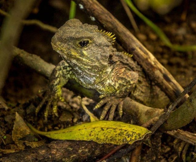 Experience New Zealand birds in the wild at Zealandia Sanctuary