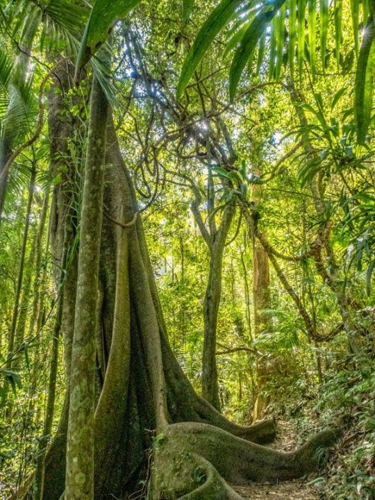 Purling Brook Falls - Springbrook National Park