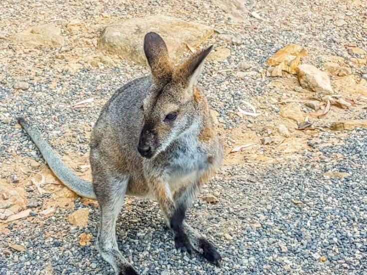 Explore the Jenolan Caves - Tours and Walks