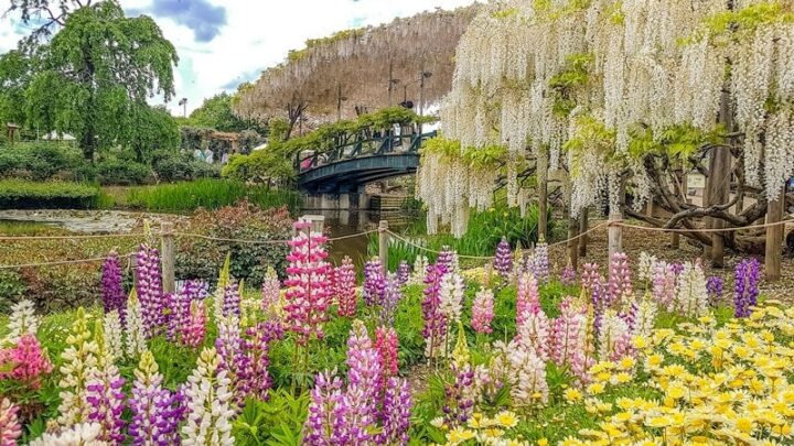 Where to see wisteria in Japan | Ashikaga Flower Park