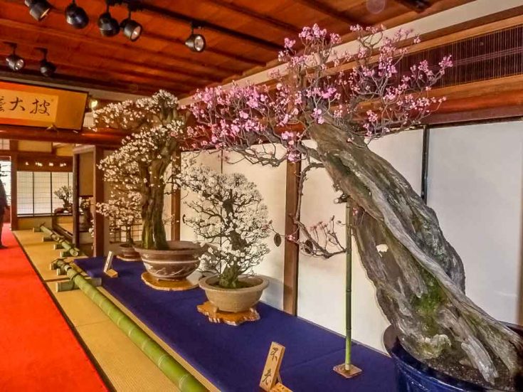 Bonsai (Bonbai) bloom again in Nagahama