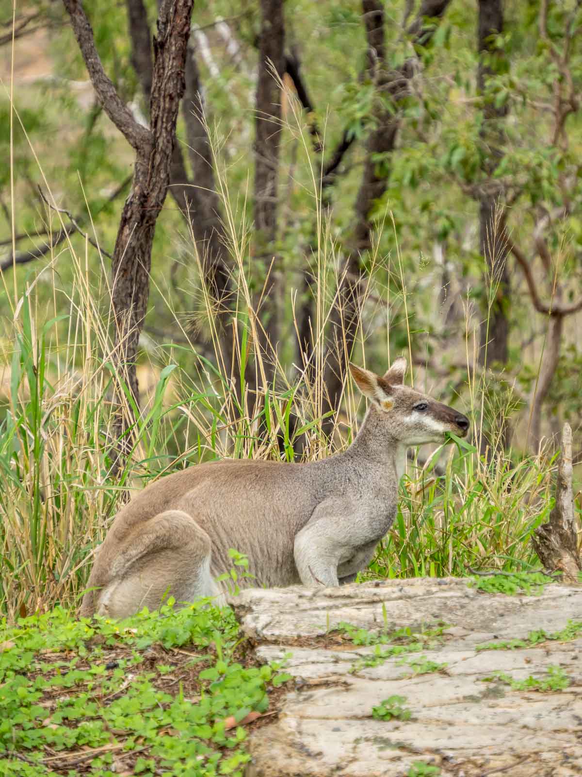 Lake Awoonga - outstanding natural beauty in Gladstone