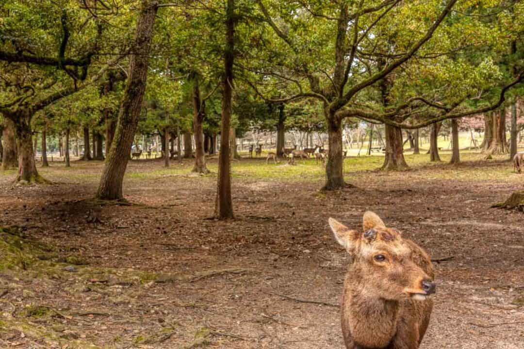 16 Fun Things to do in Nara - Day trip itinerary
