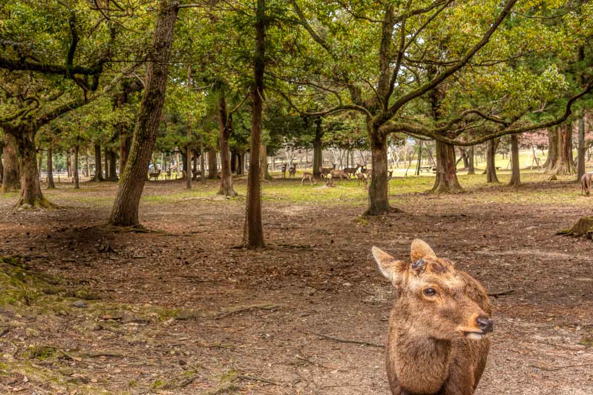 16 Fun Things to do in Nara - Day trip itinerary