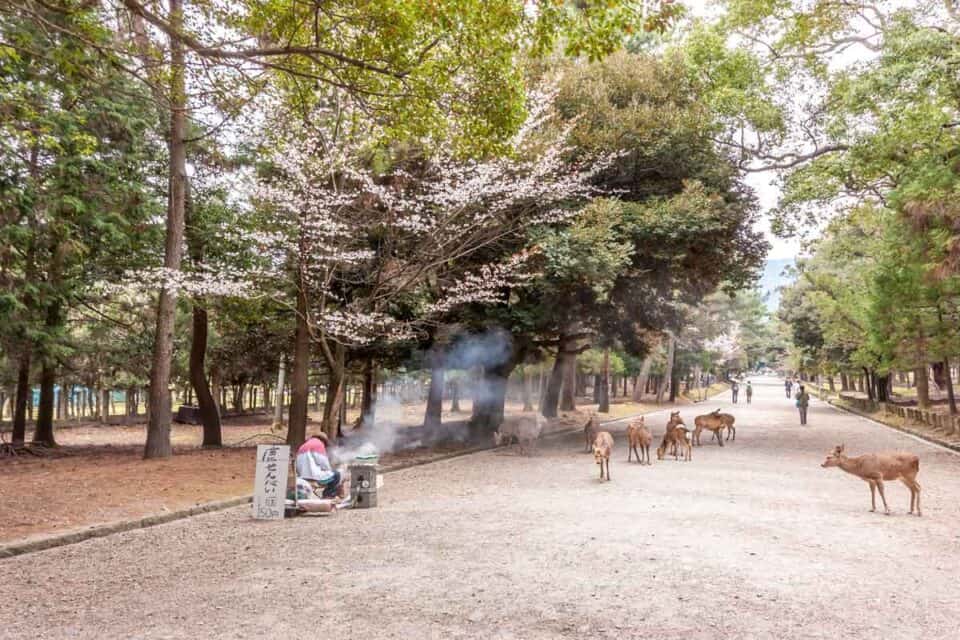 16 Fun Things to do in Nara - Day trip itinerary